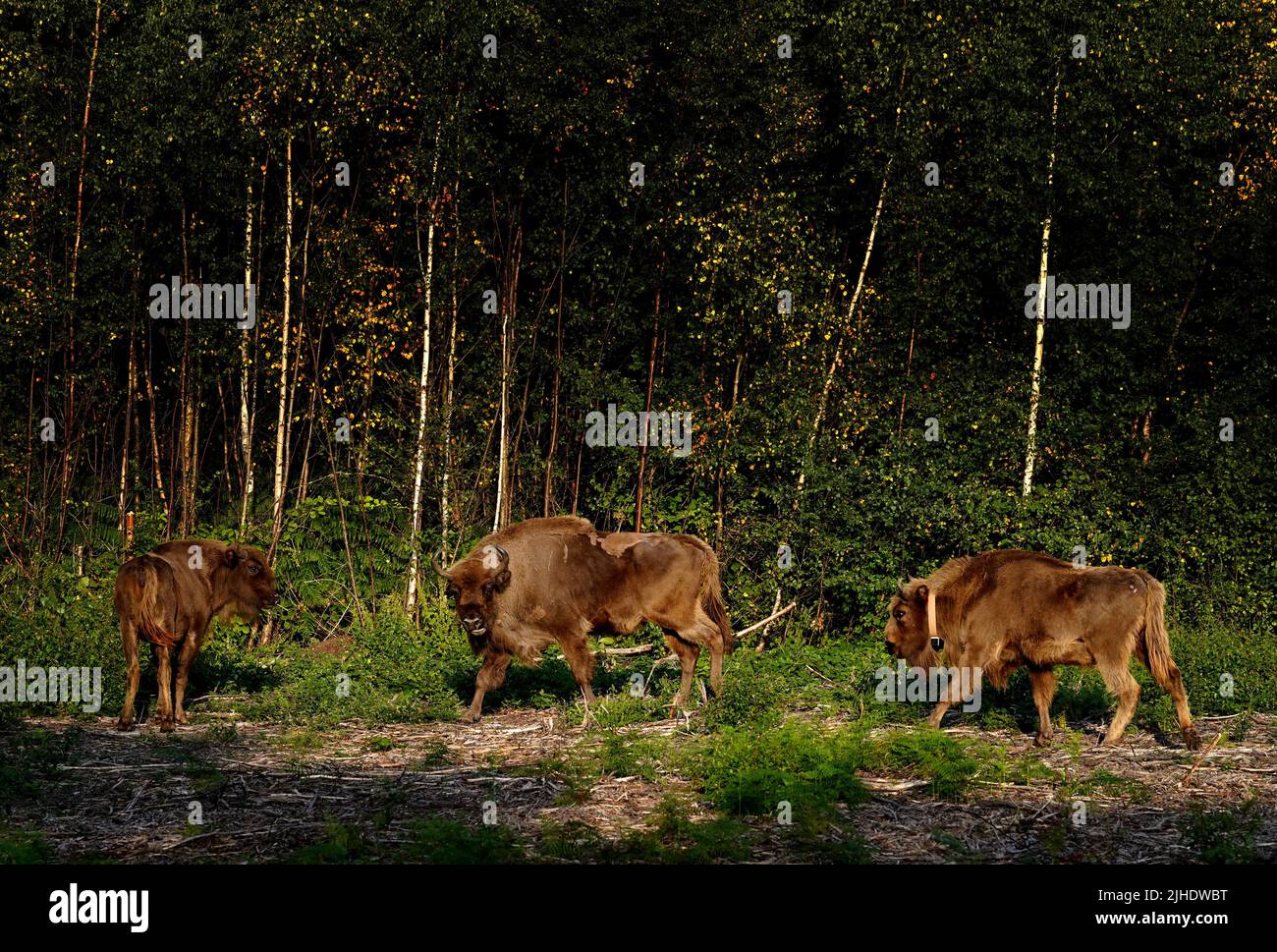 Three of four of bison are released into West Blean and Thornden Woods ...
