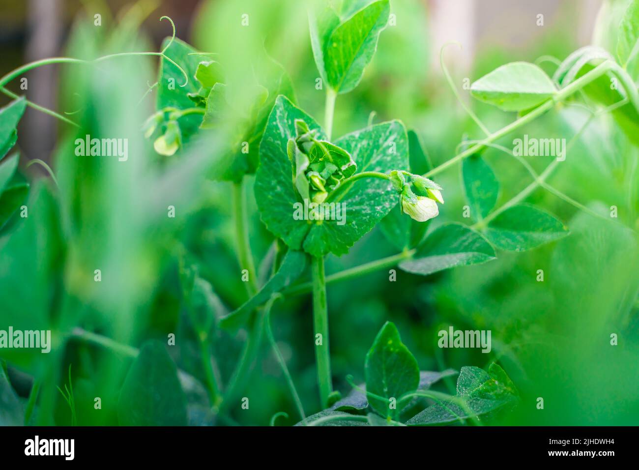 Small white flowers of flowering pea in drops of water close-up Stock ...