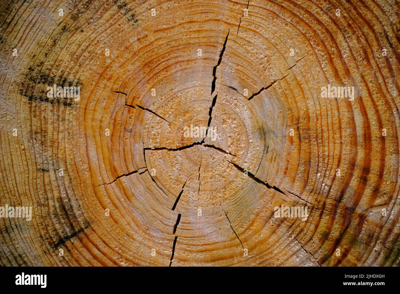 Background is cut of tree with annual rings Stock Photo - Alamy