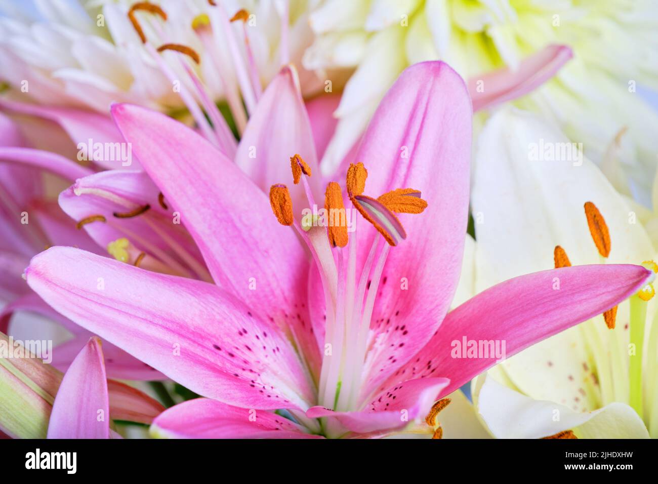 Pink and white lilies close-up, pistil and stamens Stock Photo - Alamy