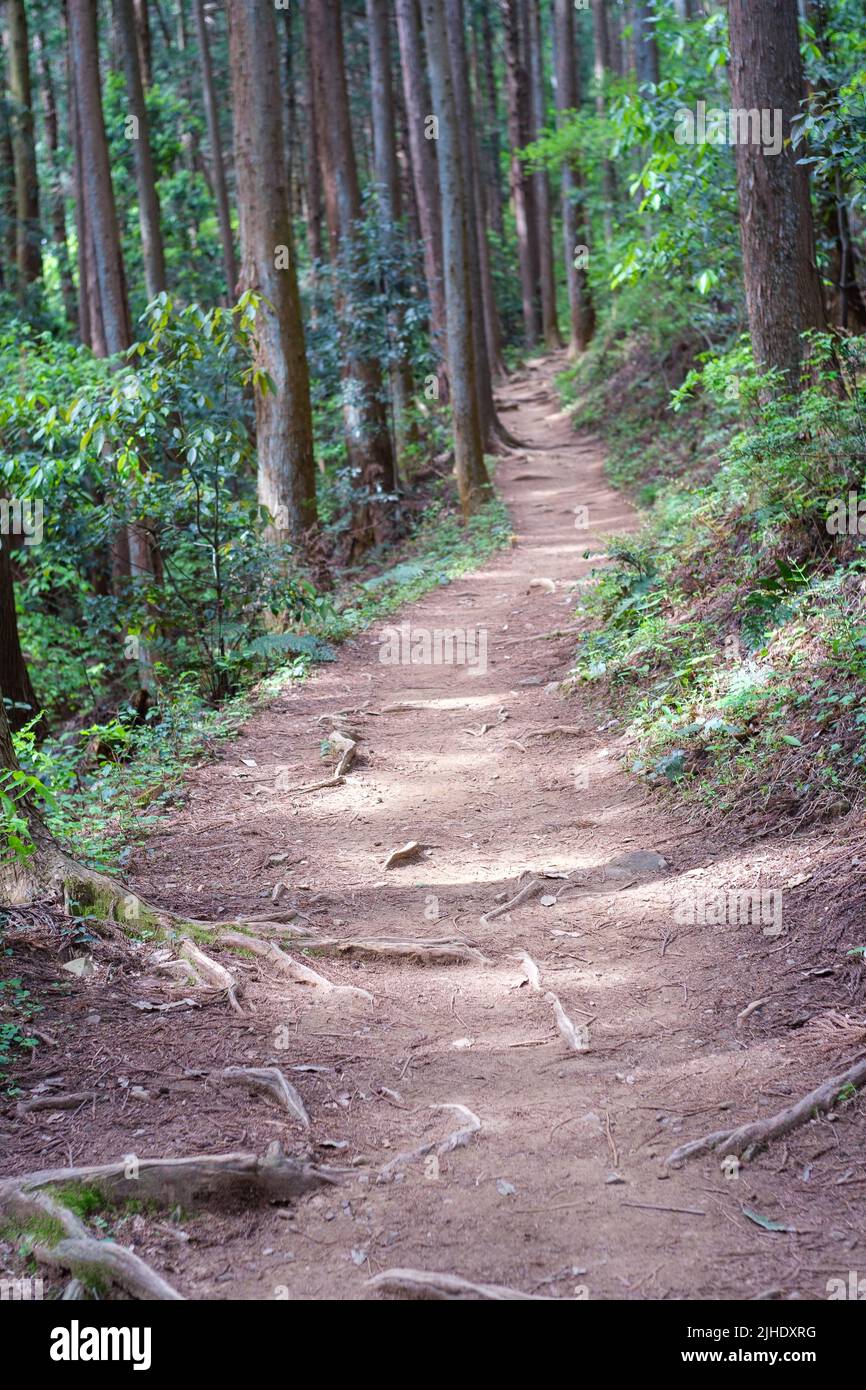 A vertical shot of a walking path in a forest surrounded by wild nature ...