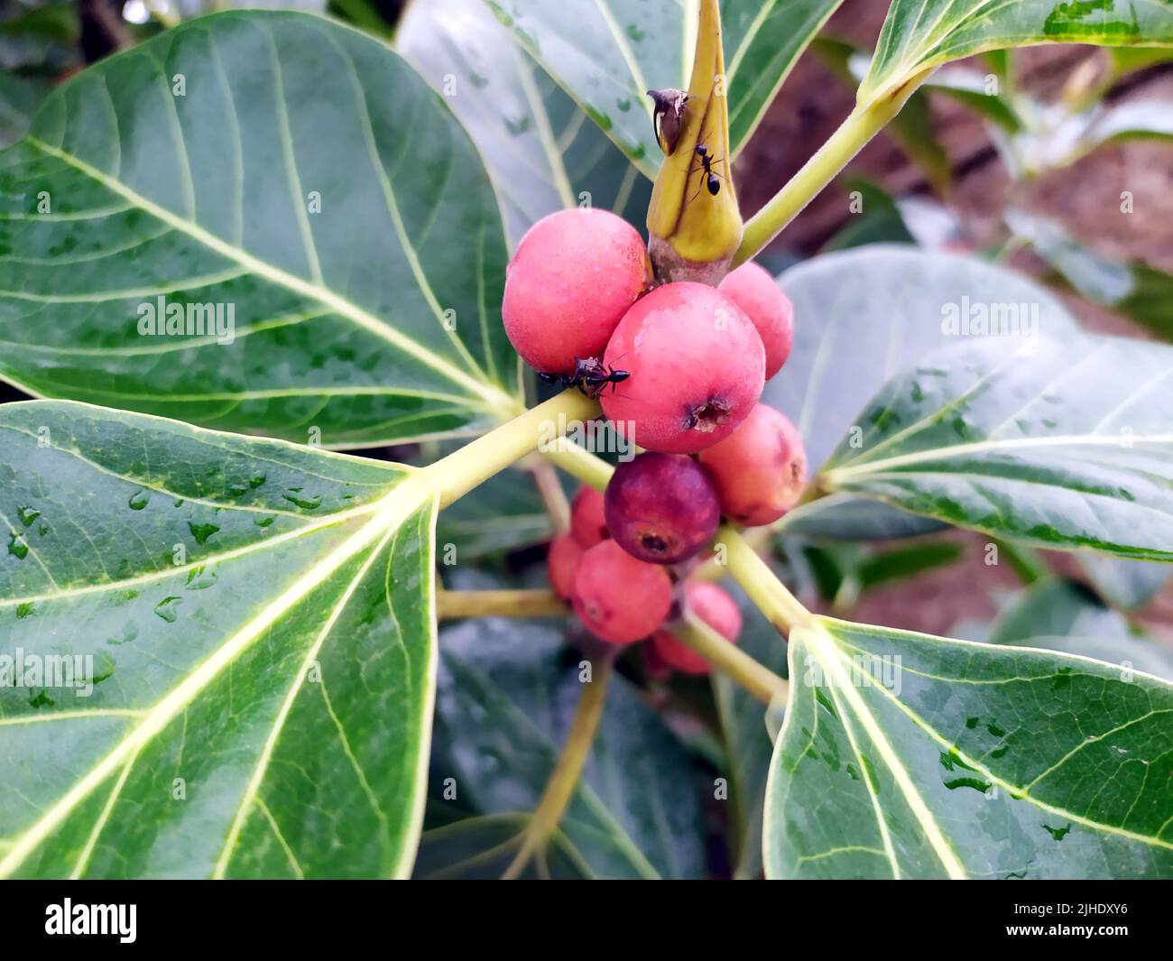 fruits of banyan tree with big leaf Stock Photo - Alamy