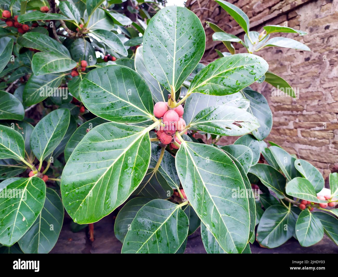 fruits of banyan tree with big leaf Stock Photo - Alamy