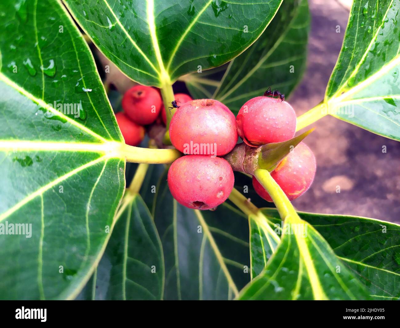 fruits of banyan tree with big leaf Stock Photo - Alamy