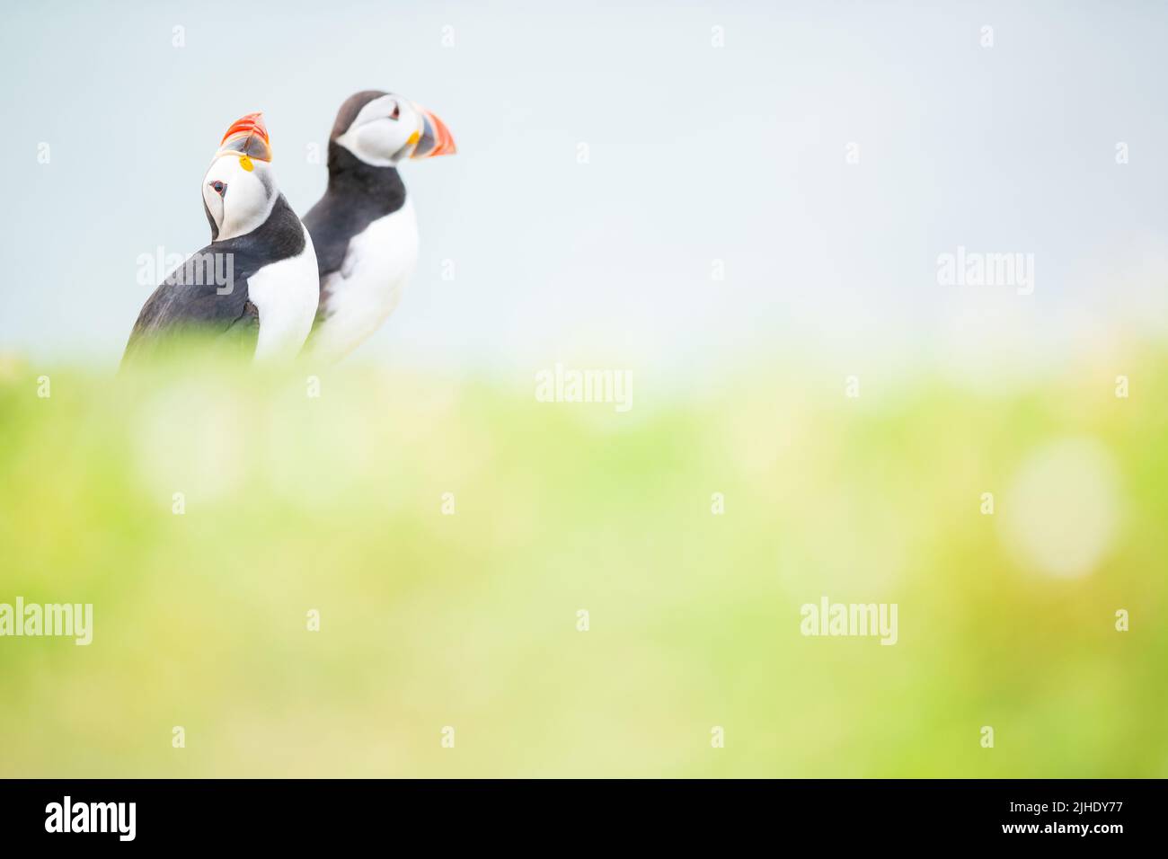 Two puffins on Saltee island , Ireland Stock Photo - Alamy