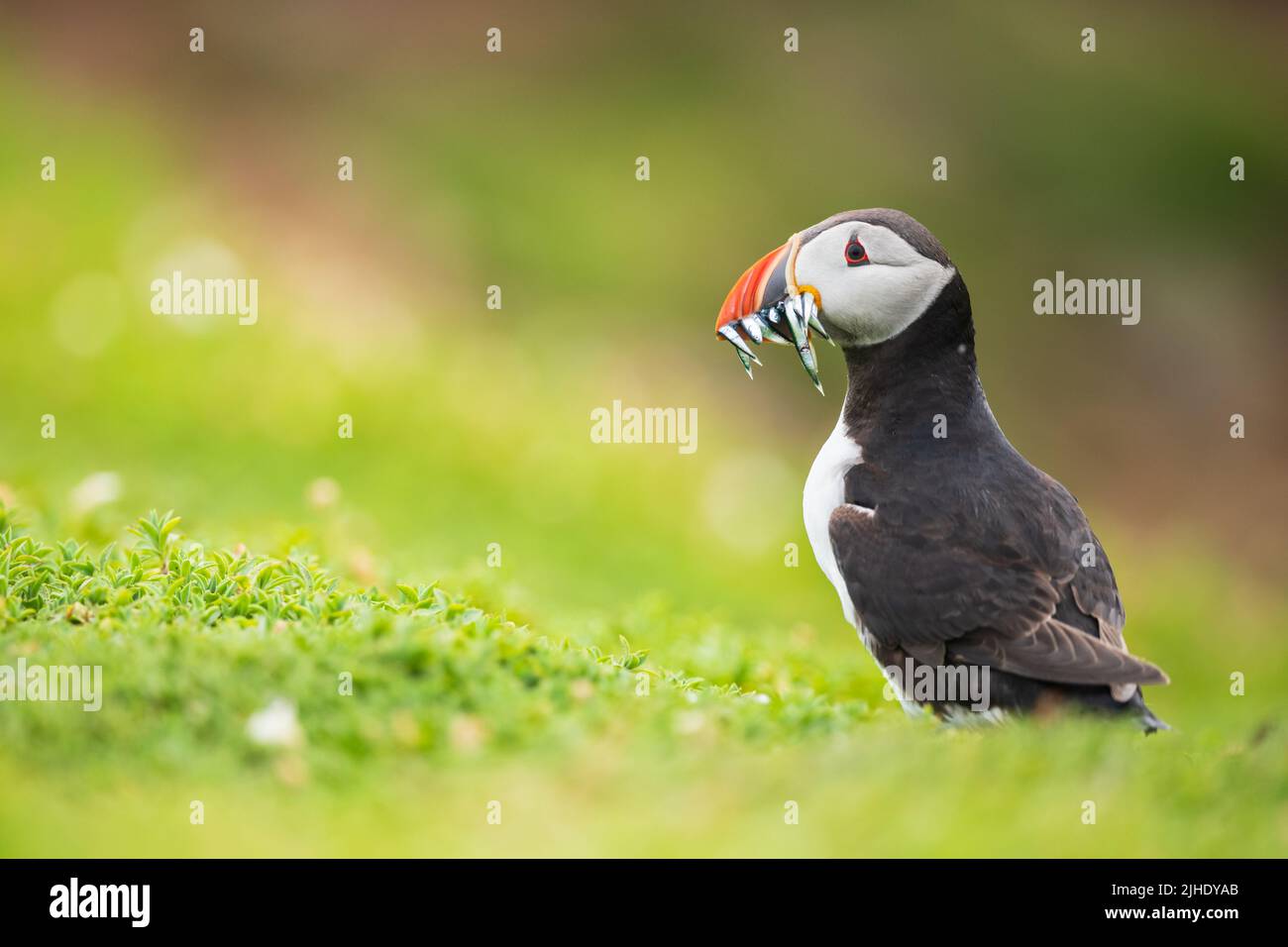 A Puffin with fish in its beak on Saltee island in Ireland Stock Photo ...