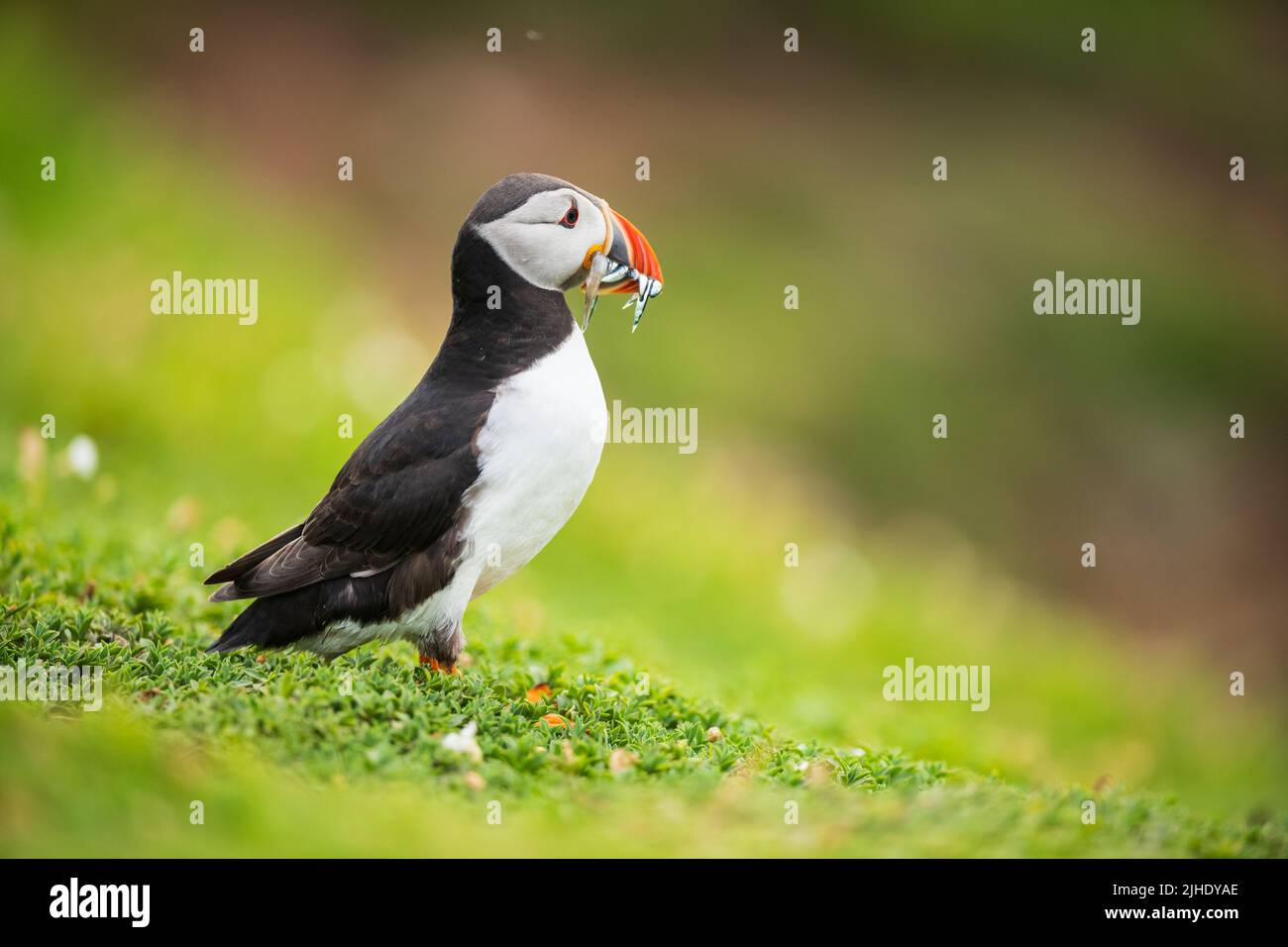 A Puffin with fish in its beak on Saltee island in Ireland Stock Photo ...