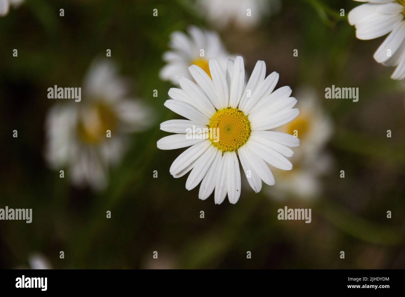Common daisy (Bellis perennis Stock Photo - Alamy