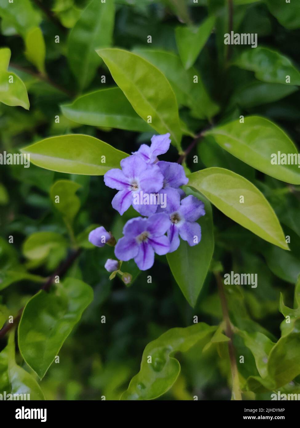 A vertical shot of purple duranta erecta flowers with green leaves in a ...