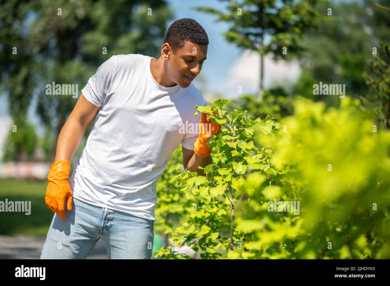 Guy carefully examines leaves of young tree Stock Photo - Alamy
