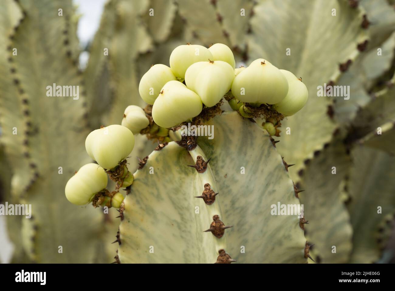Cactus spiked. Cactus backdround, cacti design or cactaceae pattern ...