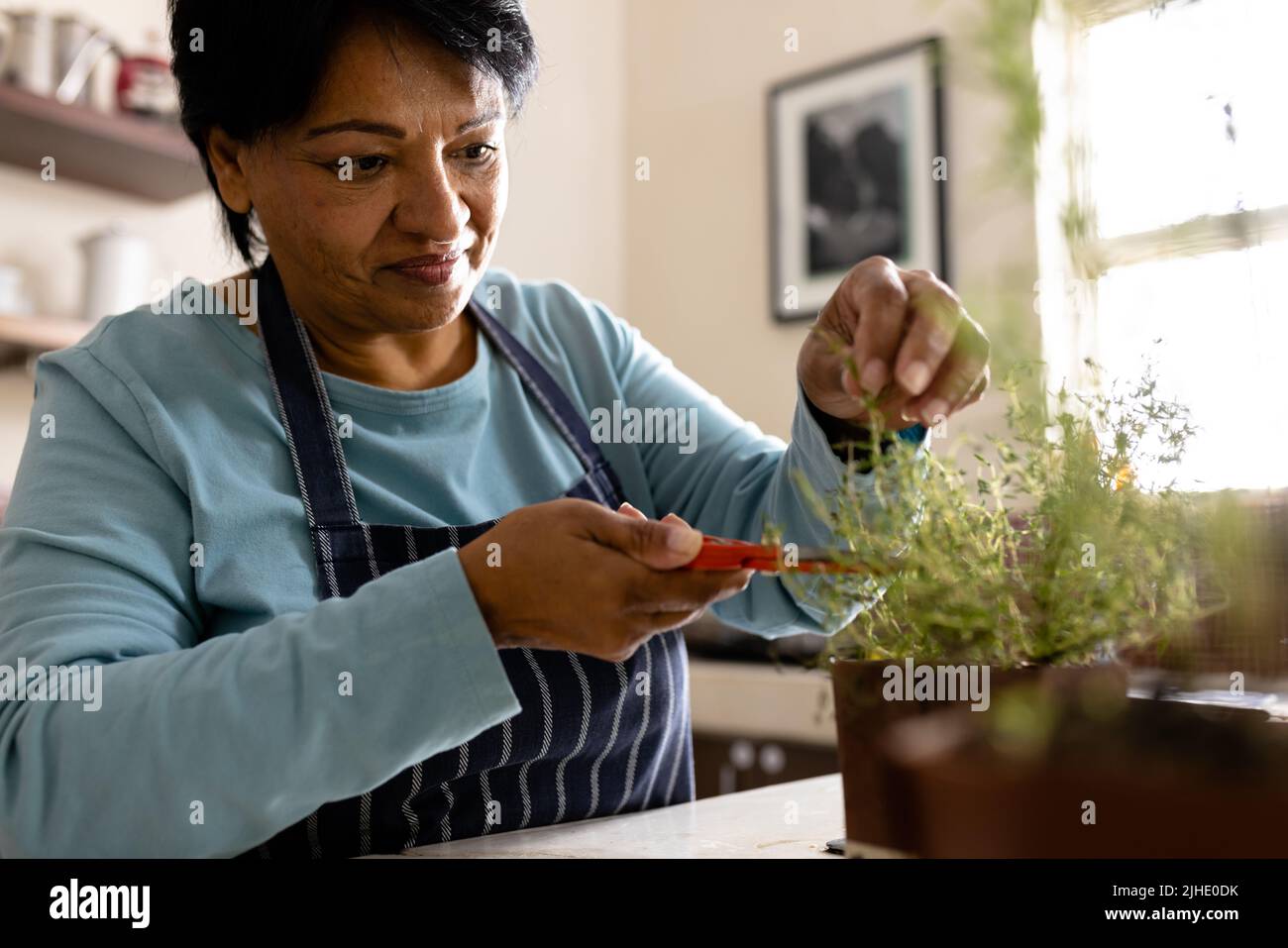 Biracial mature woman with short hair cutting rosemary with scissors ...