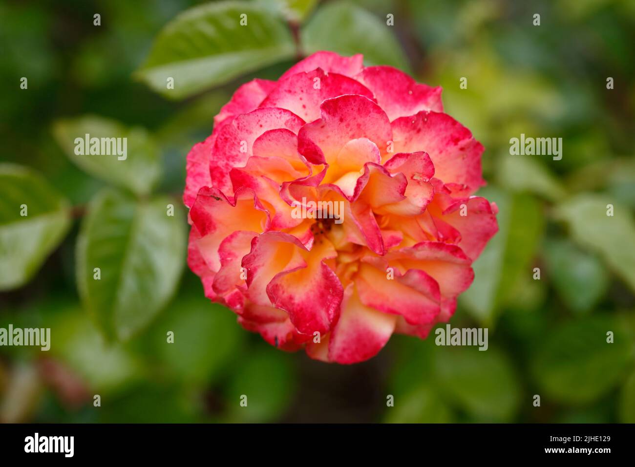 Red rose, green background, Germany Stock Photo - Alamy