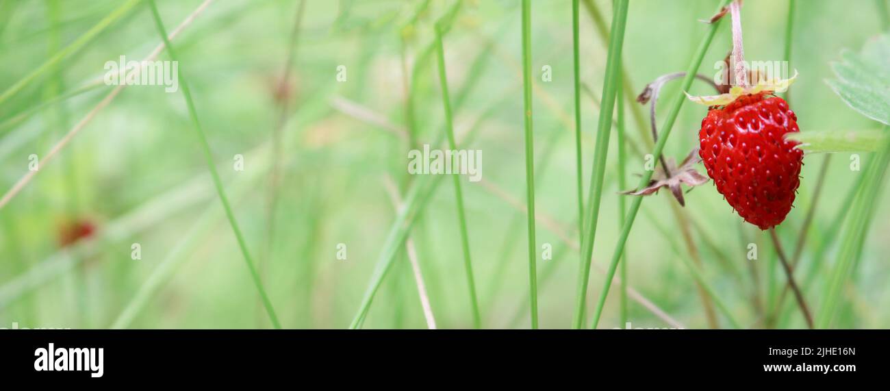 Ripe red European strawberry (Fragaria vesca) on a delicate herbal ...