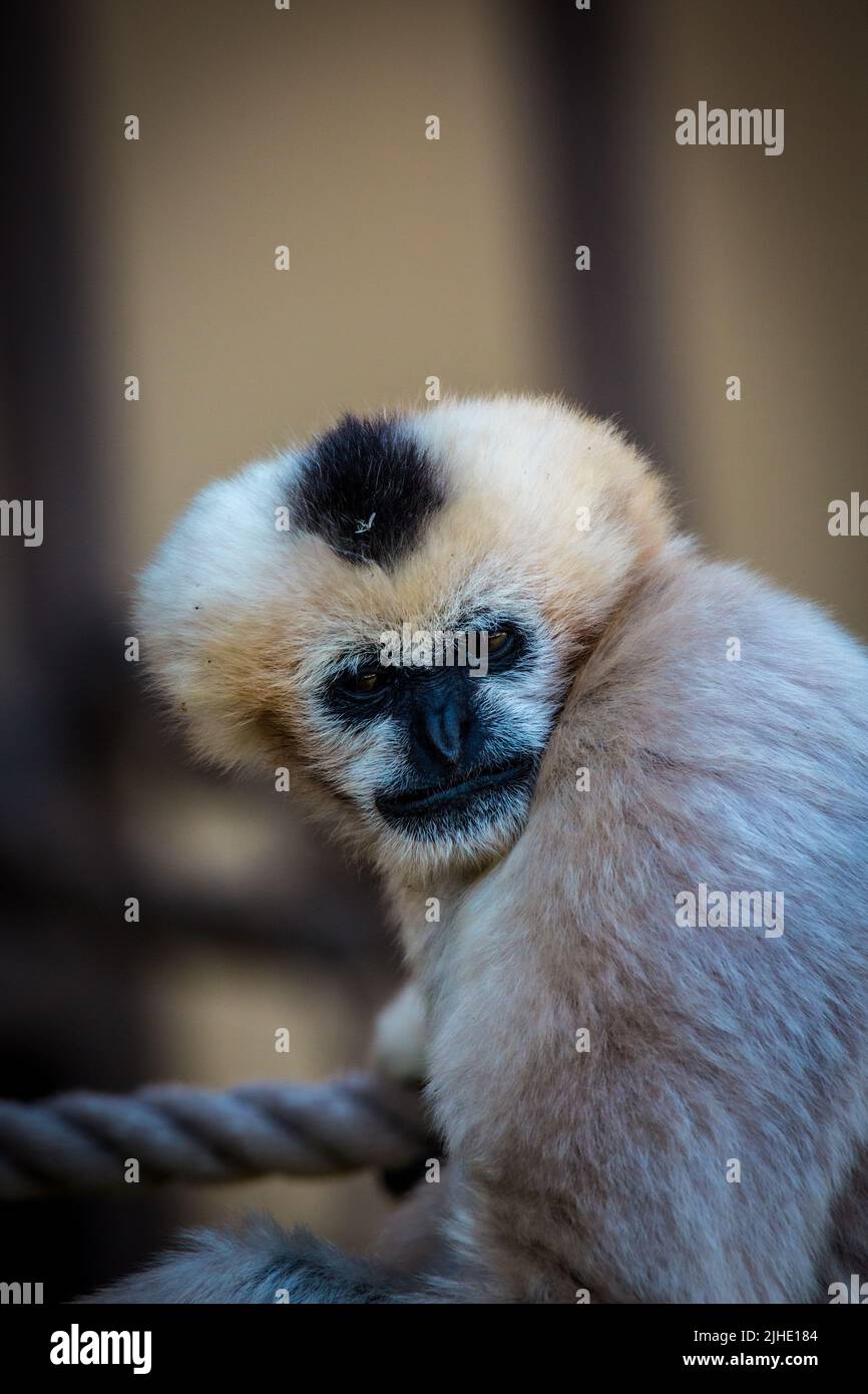 A vertical closeup shot of a Kloss's gibbon monkey (Hylobates klossii ...
