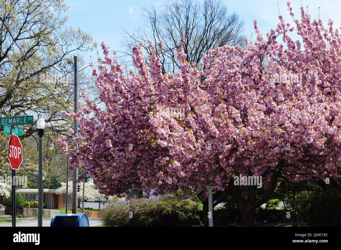 pink tree blossom Stock Photo - Alamy