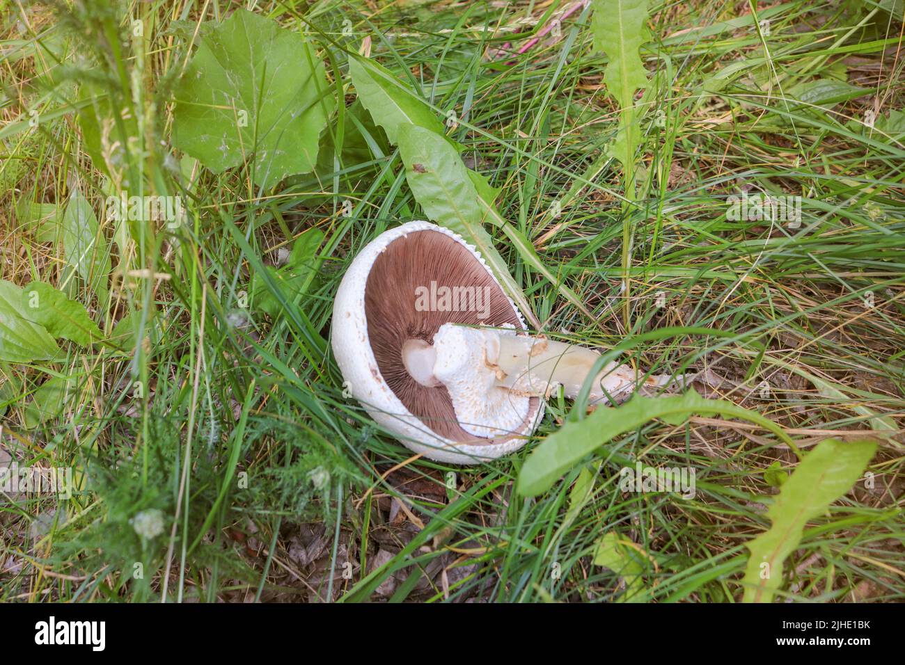 Champignon danger hi-res stock photography and images - Alamy