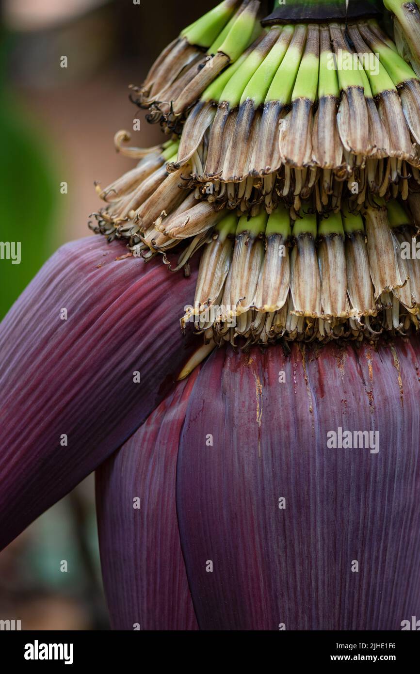 Cluster of robust crimson flowers and small growing fruit of the banana ...