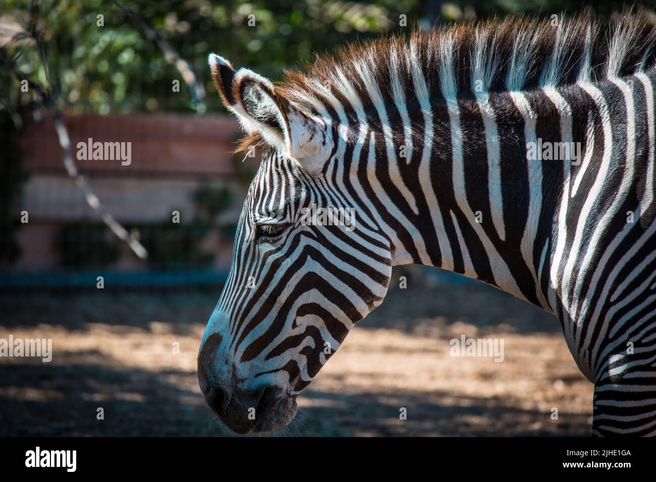 A portrait of a zebra in the zoo looking down Stock Photo - Alamy