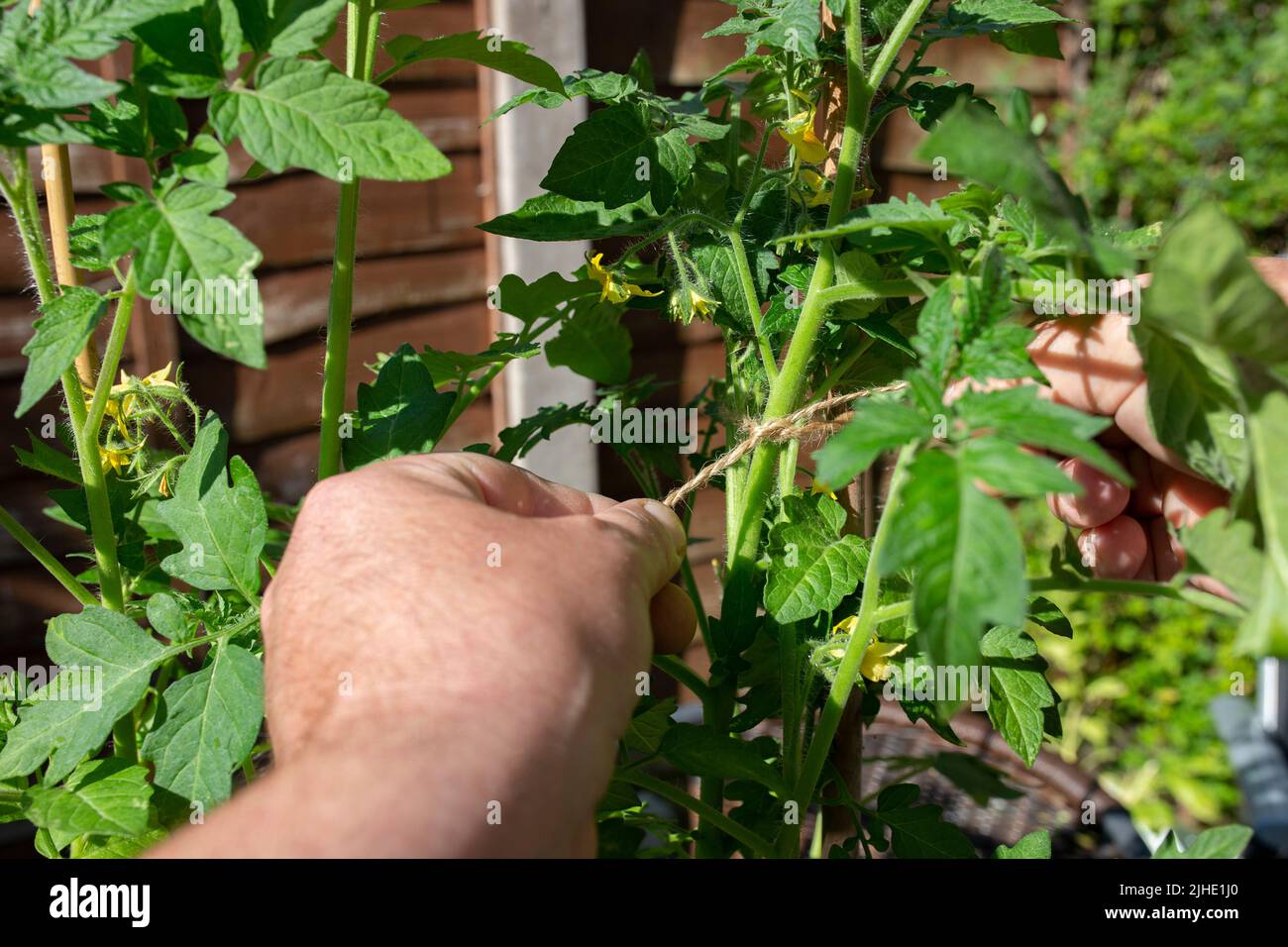 Man tying a tomato plant to a cane with garden string. Grow your own ...
