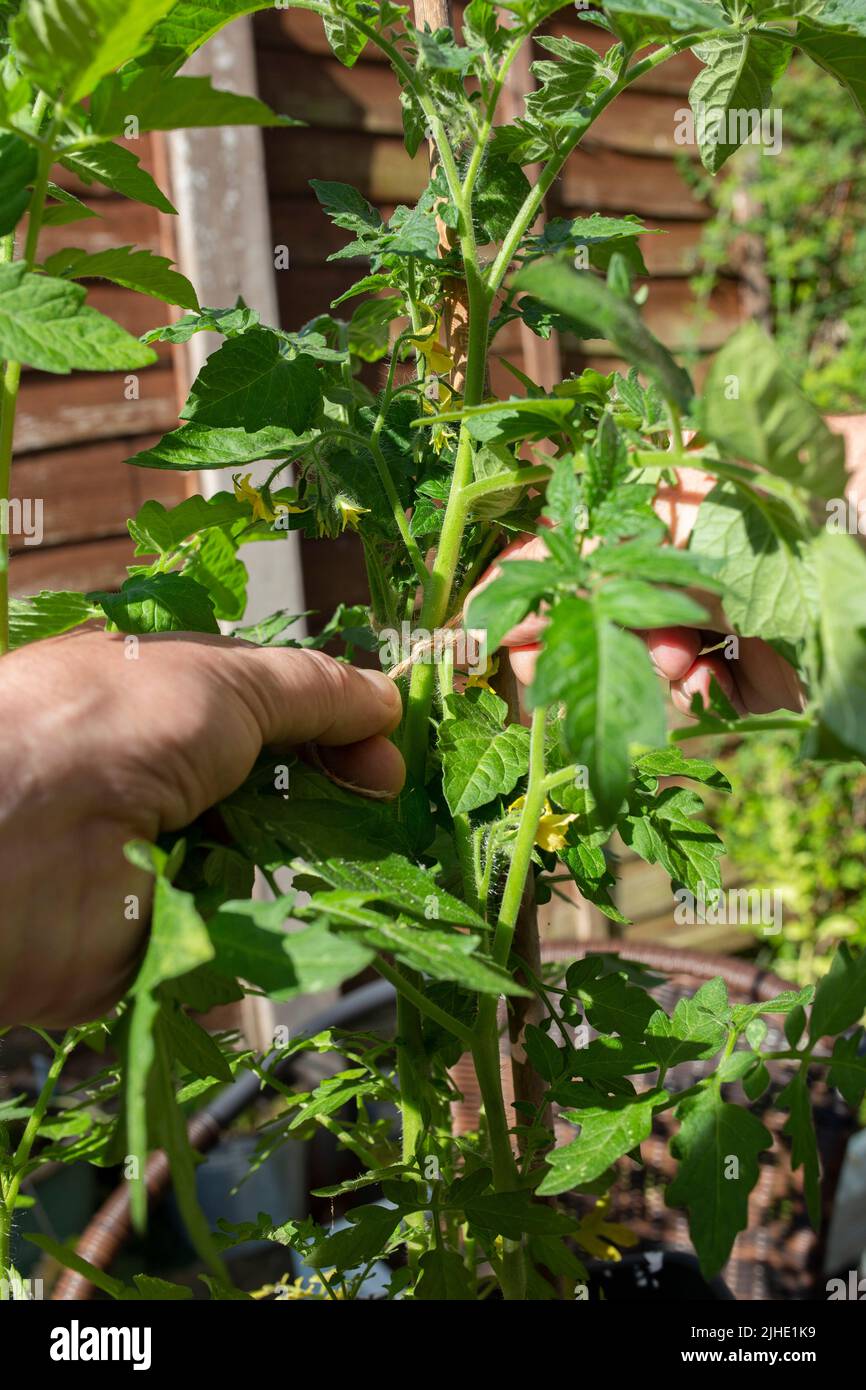 Man tying a tomato plant to a cane with garden string. Grow your own ...