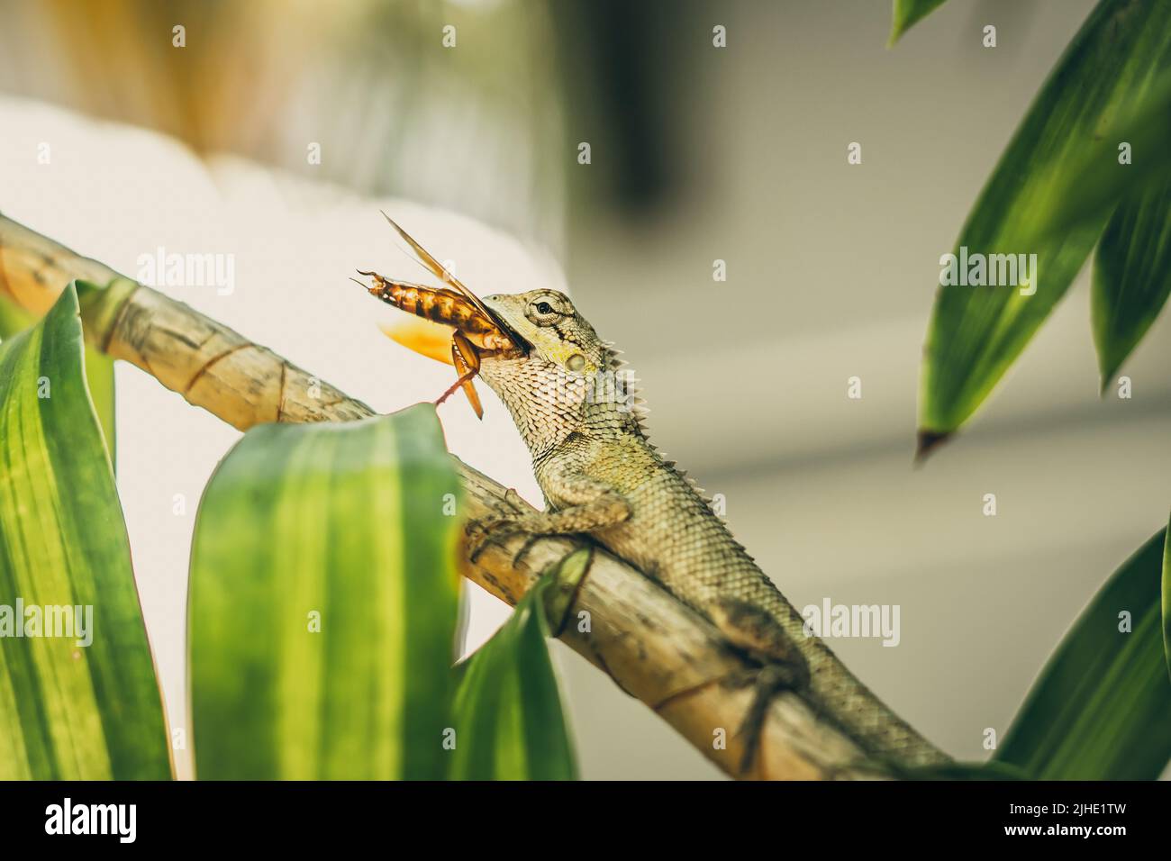 BANNER Macro close-up photo captures moment big gray lizard eat ...