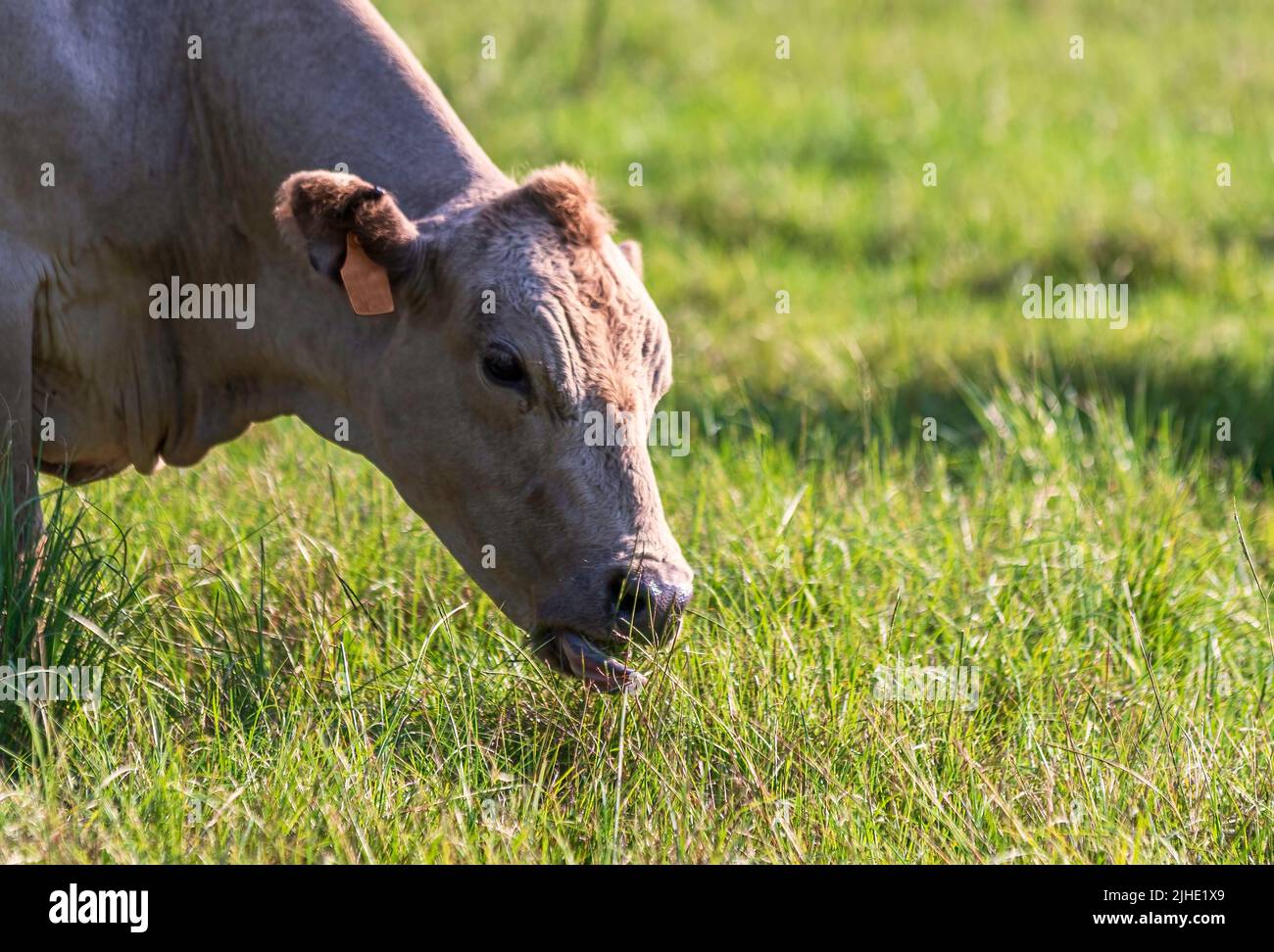 Belching cow hi-res stock photography and images - Alamy