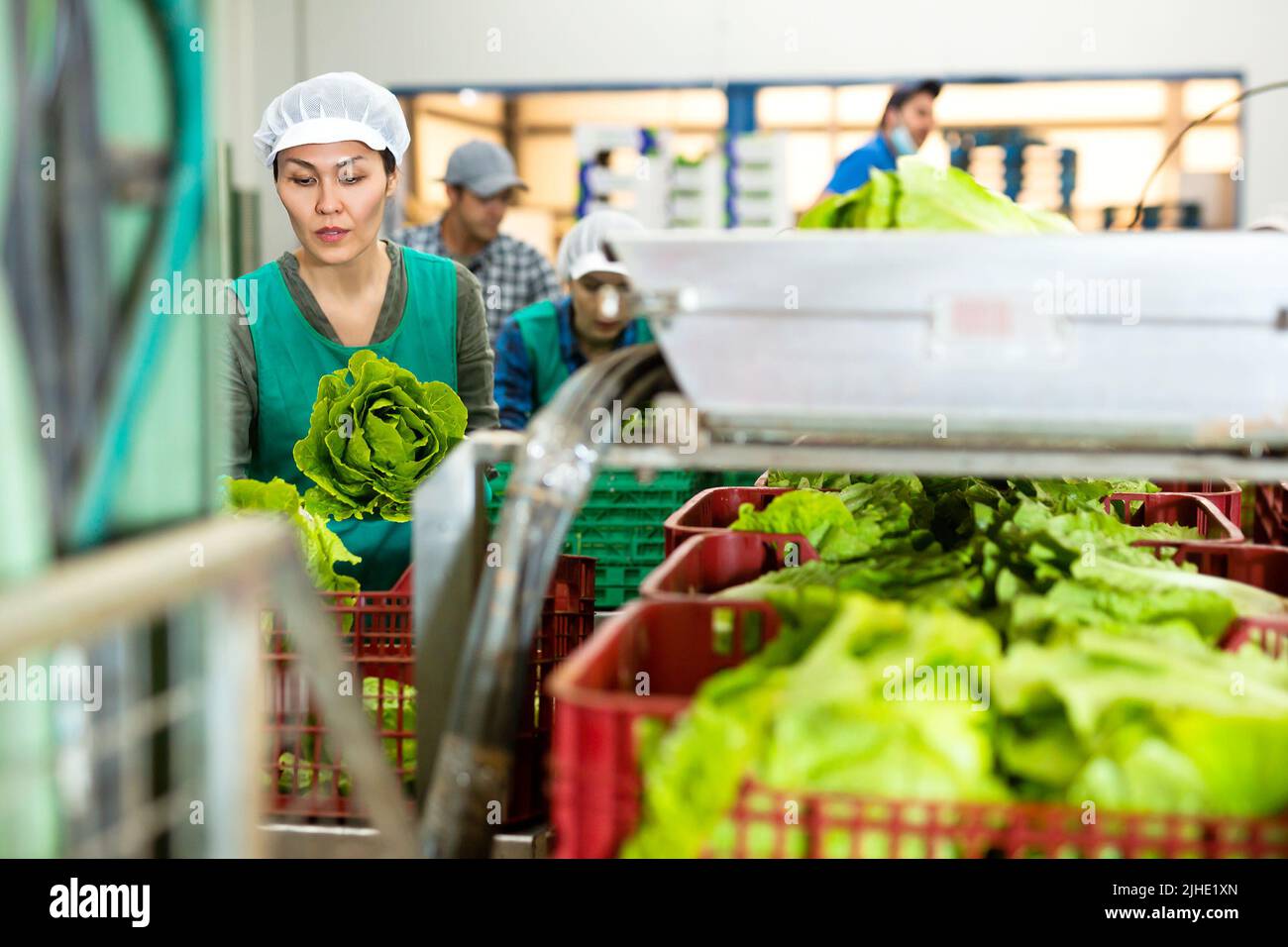 Female factory worker sorting lettuce Stock Photo - Alamy