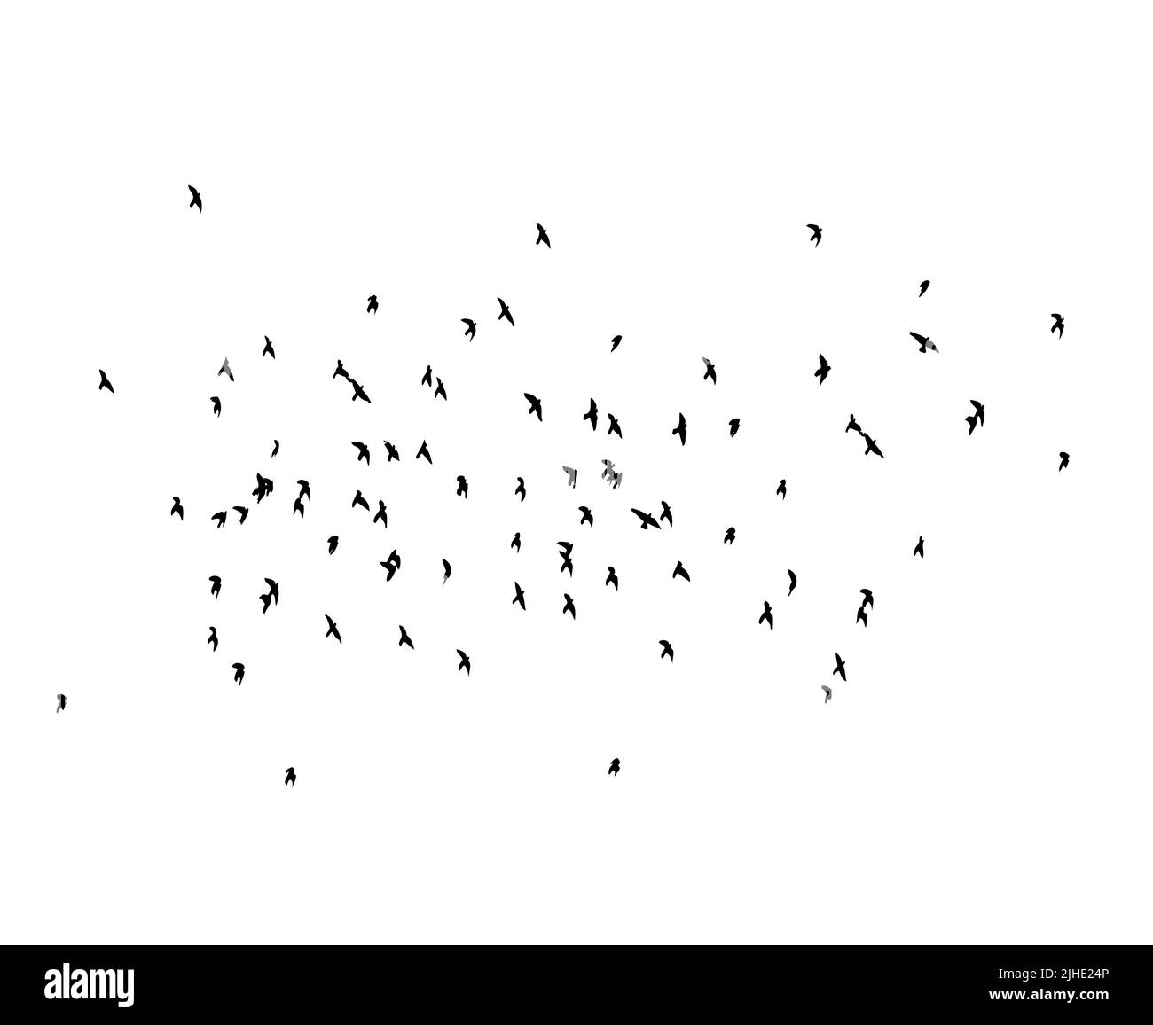 A flock of flying birds. Free birds. Vector illustration Stock Vector ...