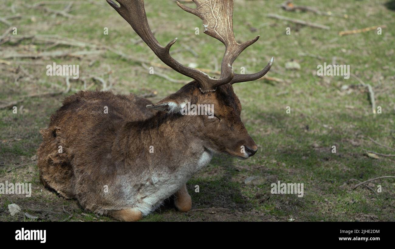 The close-up of the sleepy deer lying on the ground Stock Photo - Alamy