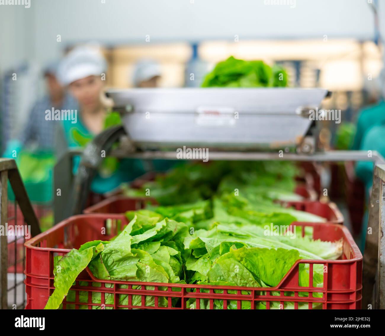 Fresh lettuce in boxes on the sorting line of vegetable processing ...