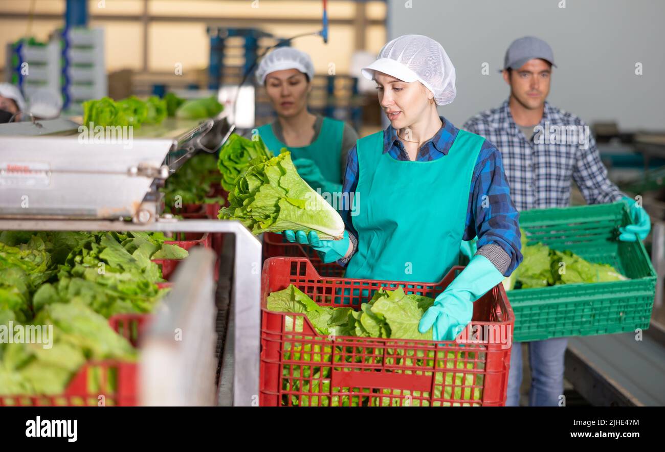 Woman worker sorting lettuce in vegetable factory Stock Photo - Alamy