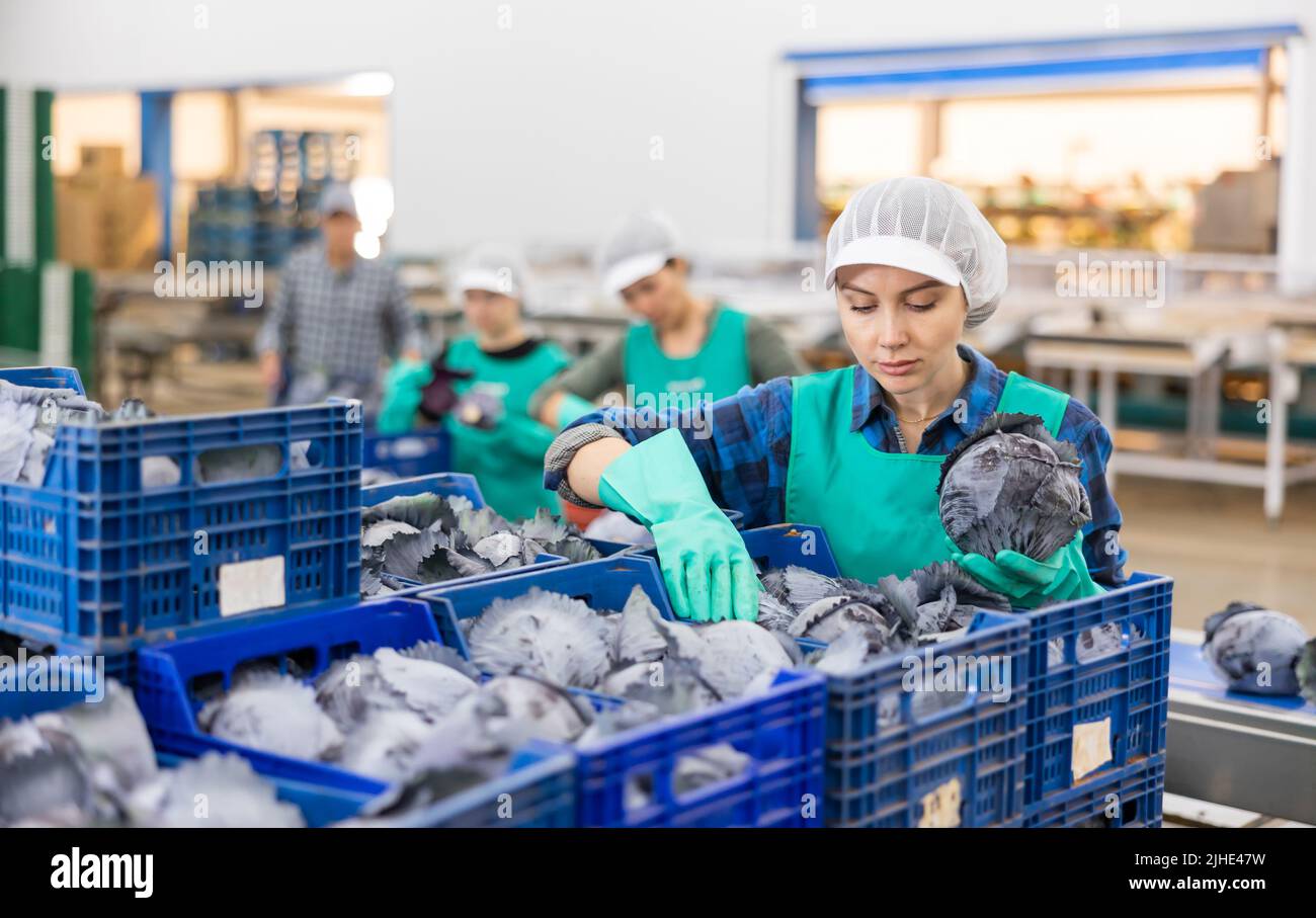 Female worker sorting red cabbage on vegetable processing factory Stock ...
