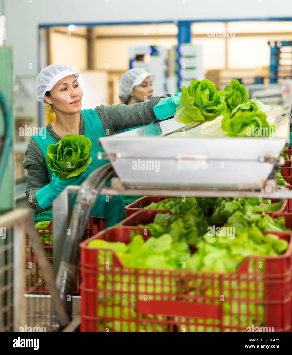 Female worker sorting and preparing lettuce for packaging at factory ...