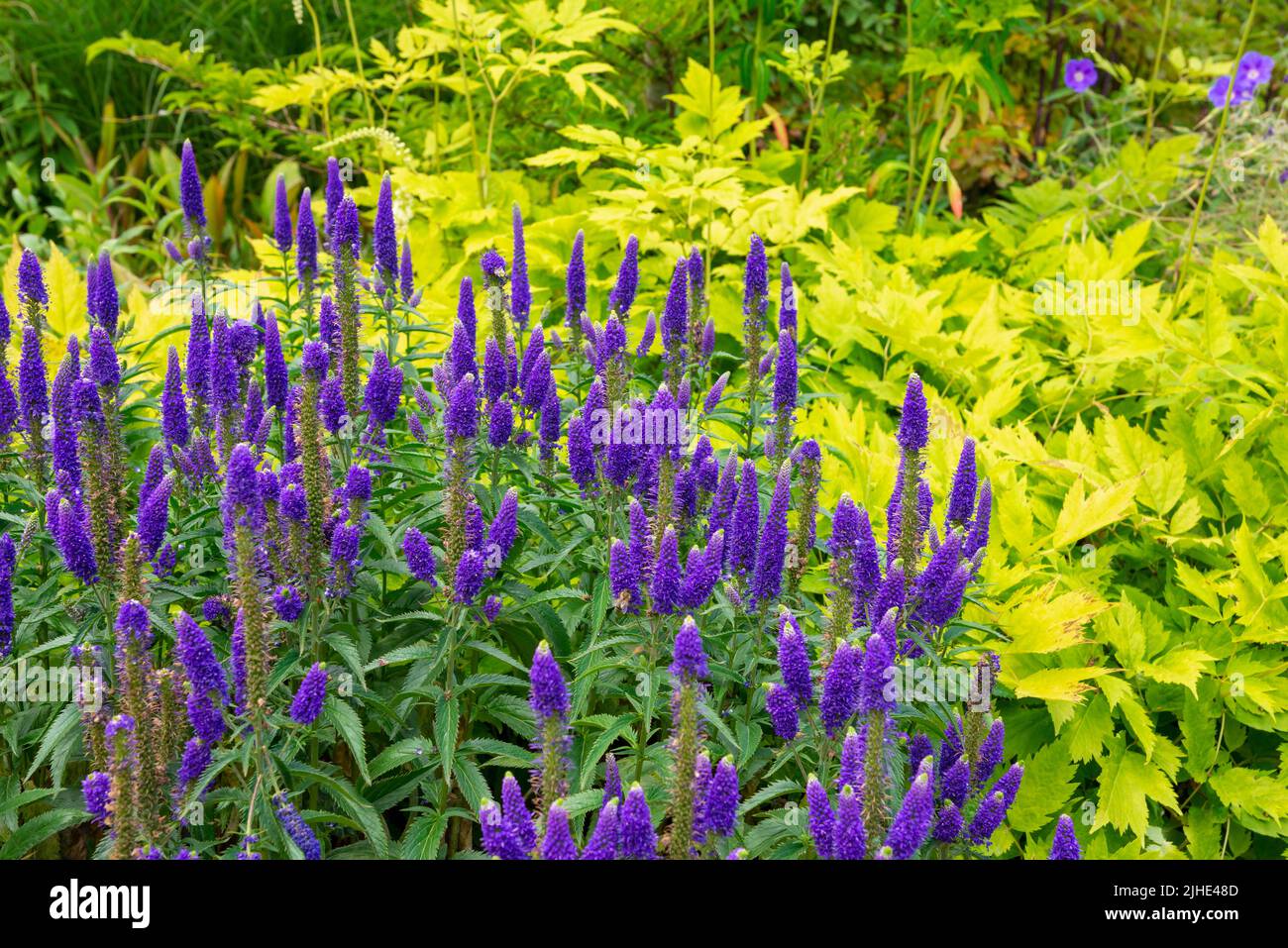 Veronica Spicata 'Glory' contrasting against yellow foliage in a summer ...