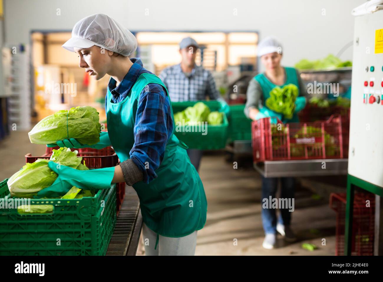 Vegetable selection packing hi-res stock photography and images - Alamy