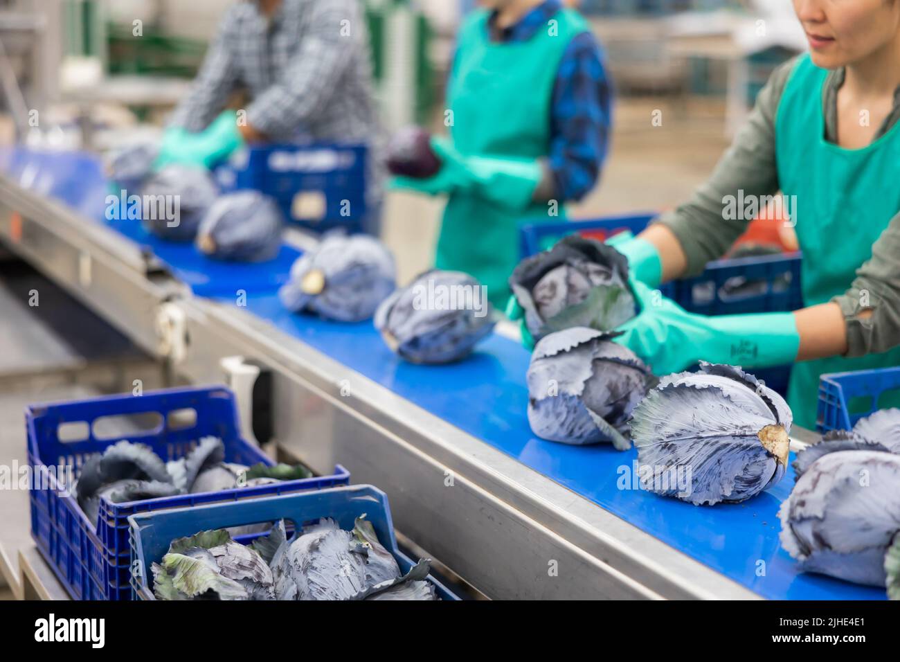 Team of female workers sorting red cabbage on the conveyor of a ...