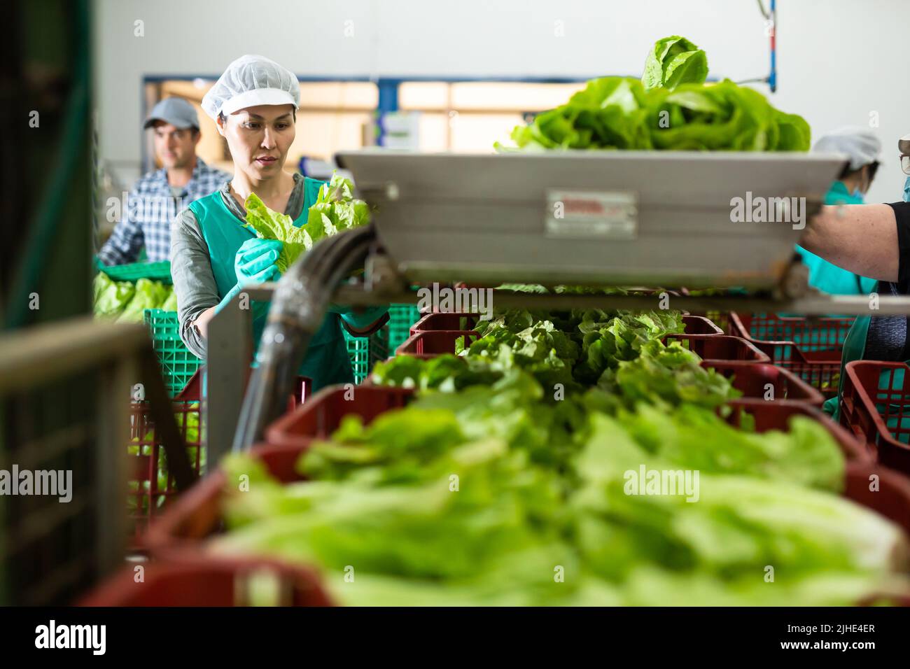 Focused female worker checking lettuce on conveyor belt of sorting line ...
