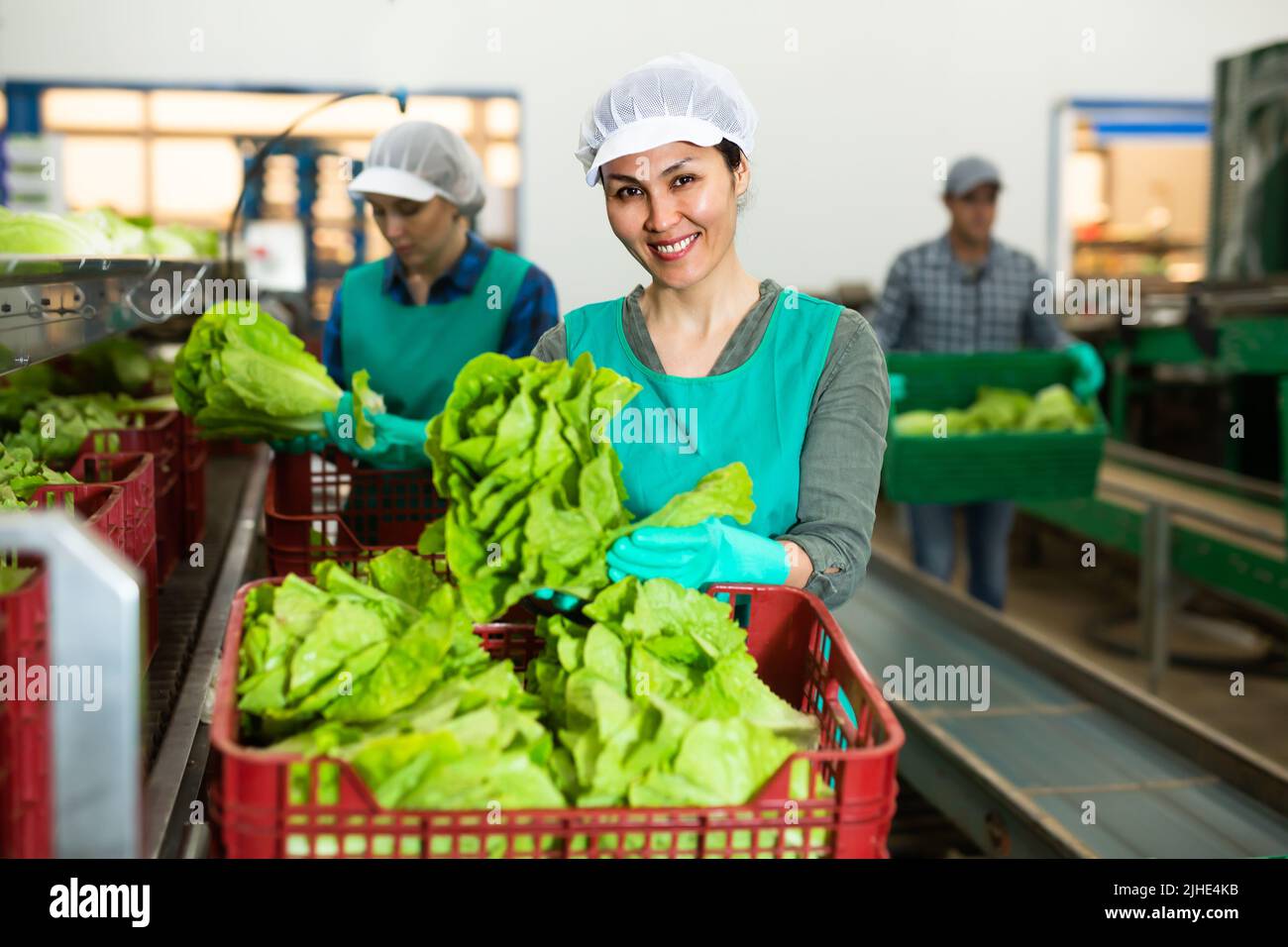 Smiling female employee of sorting factory packing lettuce into boxes ...