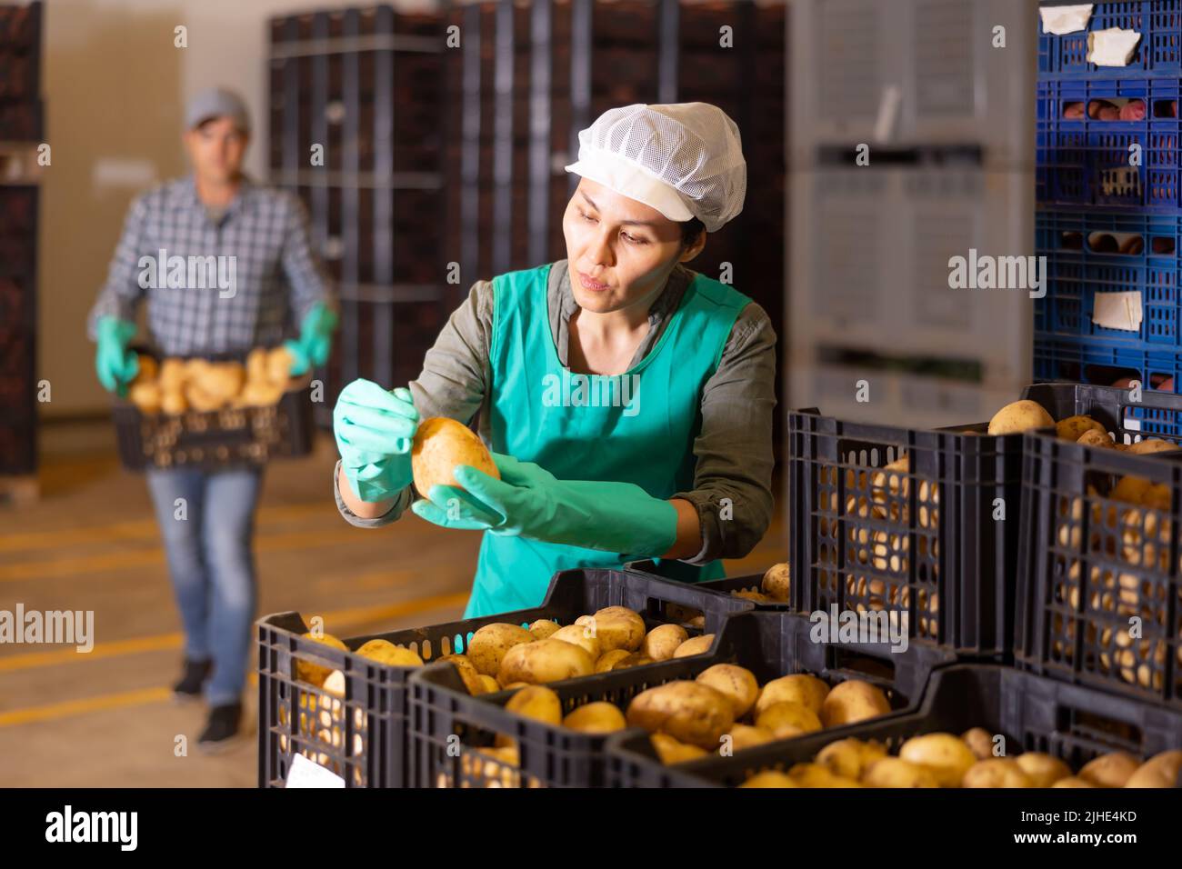 Asian woman sorting and checking potatoes in vegetable factory ...
