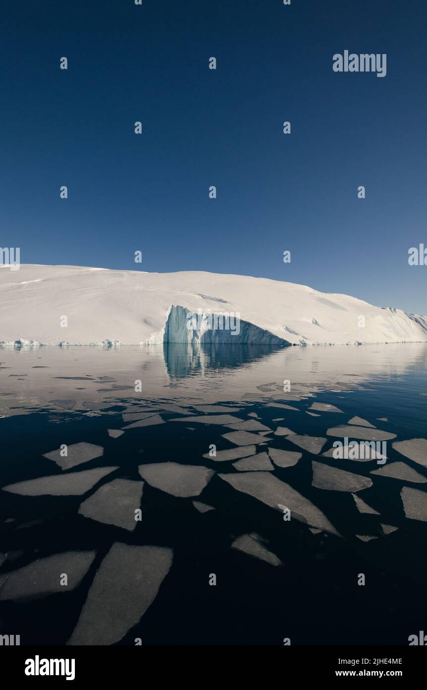 Niviarsiaq (Chamerion latifolium), the national flower of Greenland Stock Photo - Alamy
