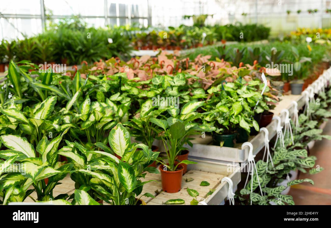 Pots with plants in salesroom of plant shop Stock Photo - Alamy
