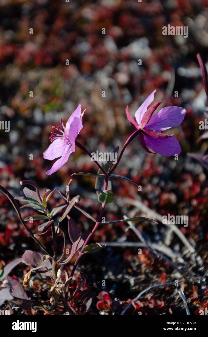 Niviarsiaq (Chamerion latifolium), the national flower of Greenland Stock Photo - Alamy