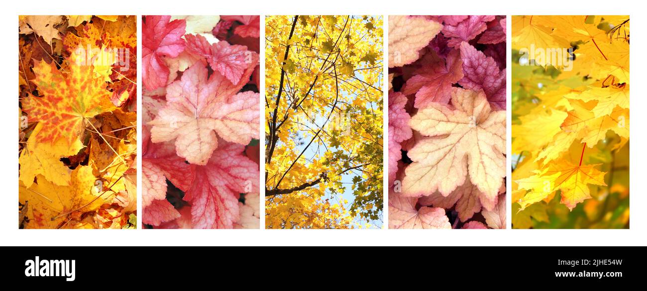 Set of vertical nature banners with autumn scenes. Collection of fall ...