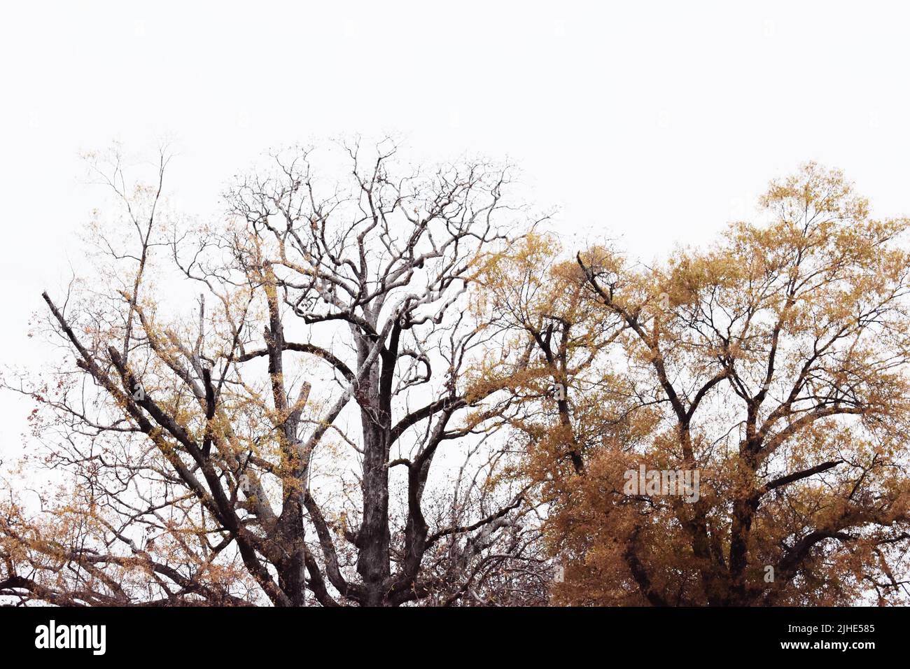 A beautiful shot of two oak trees under light sky Stock Photo - Alamy