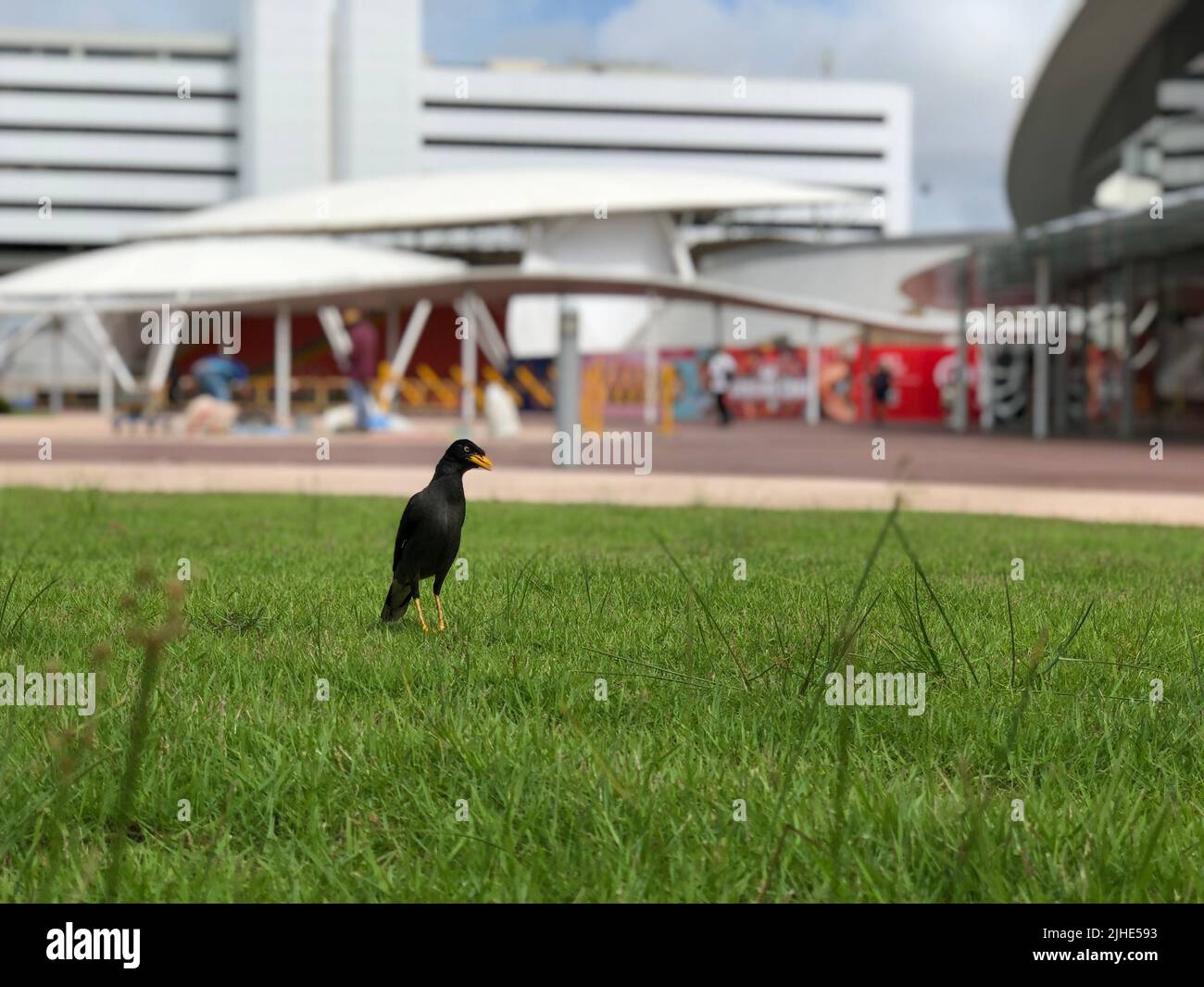 A crested myna bird standing on the green grass the park in the city ...