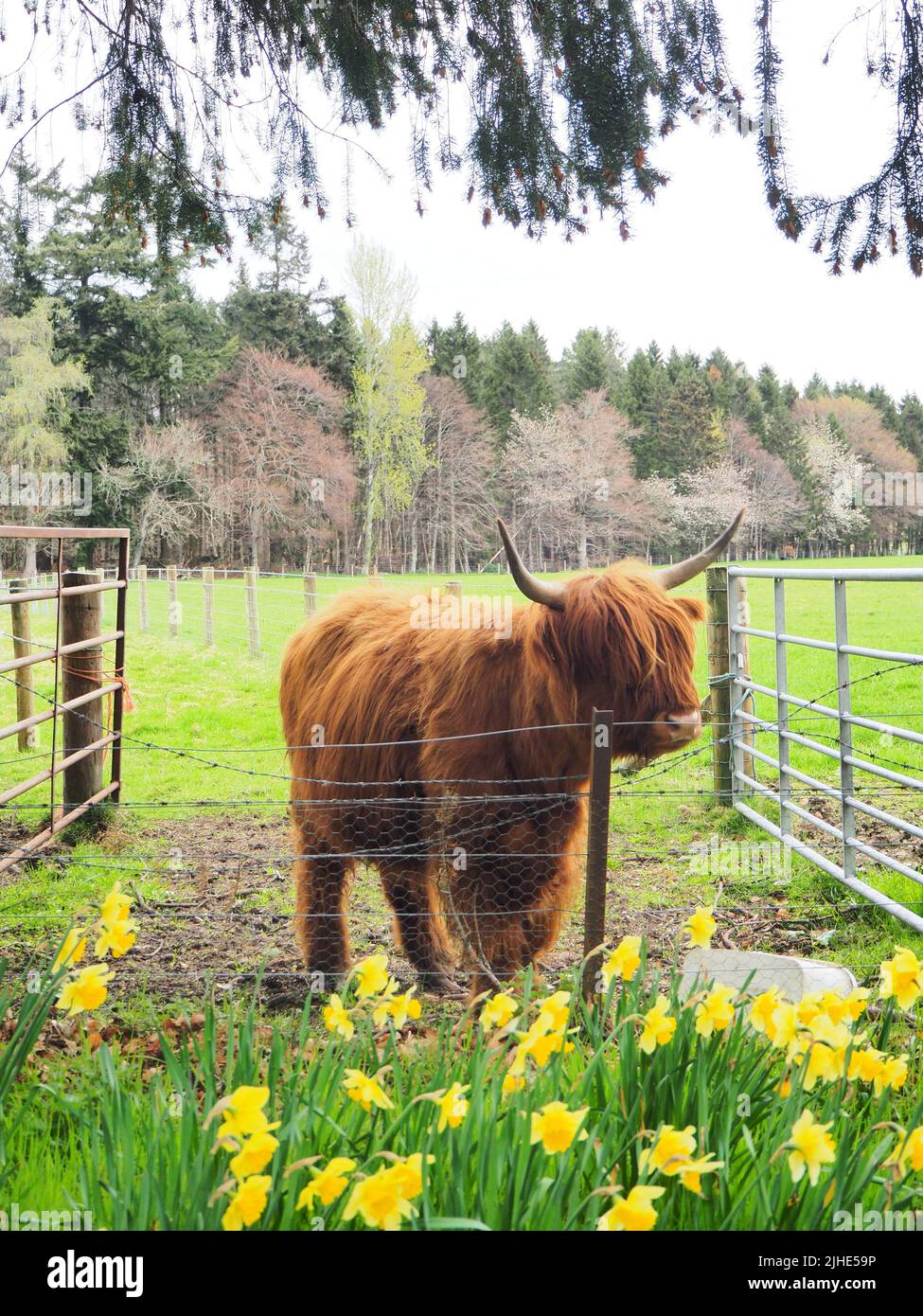 A Highland cattle standing by the grid fence of the pasture Stock Photo ...
