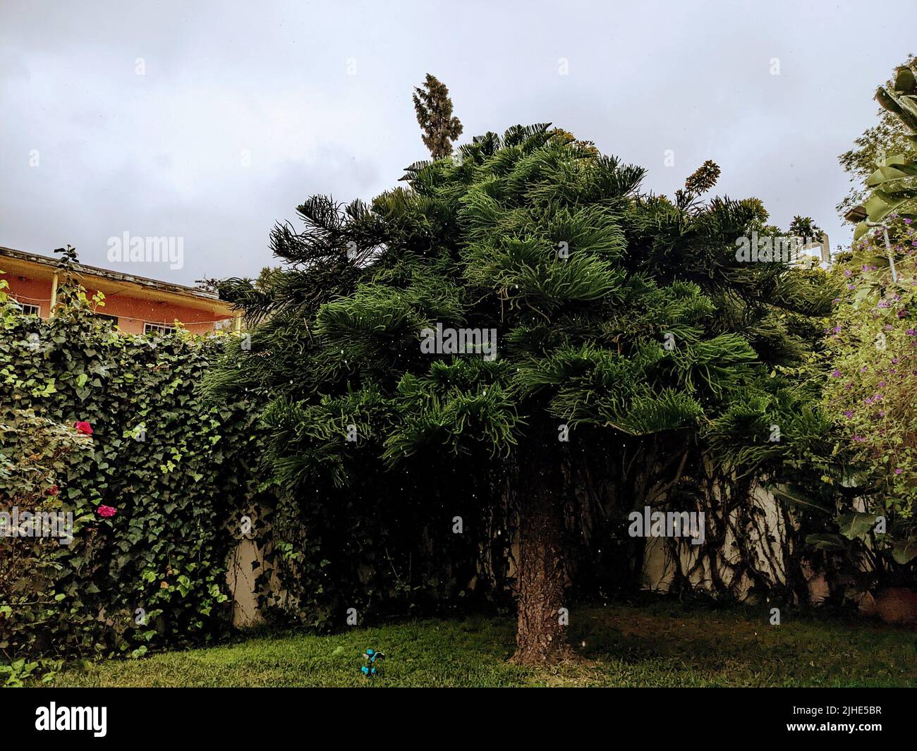 A floral green tree with heaves leaves next to trees in the park Stock ...
