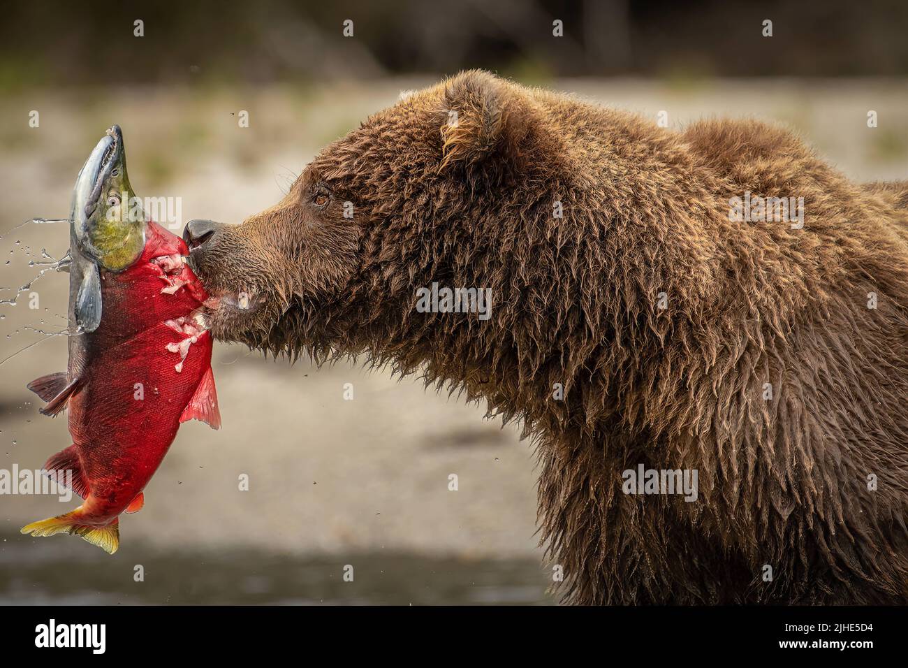 This bear is swinging his food round, playing with dinner. Alaska, US ...