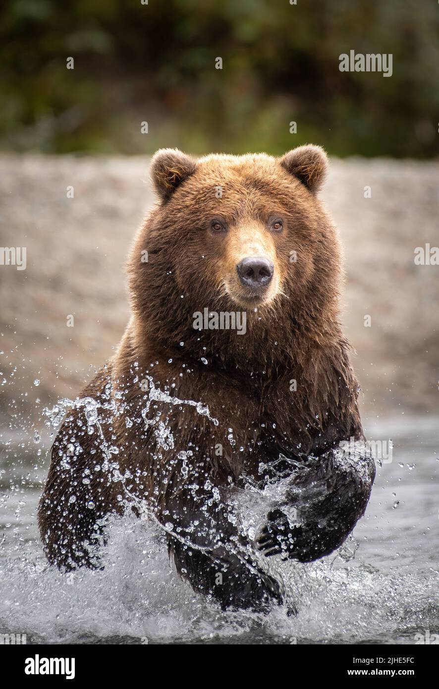 These images were taken by photographer Ken baldwin. Alaska, US: THE ...